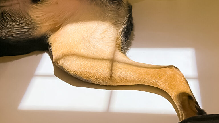 Complete Guide to Tibial Plateau Leveling Osteotomy (TPLO) in Dogs - Dr ...